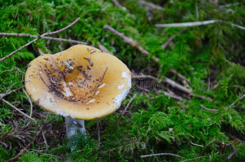 Russula Mushroom, Edible Mushrooms Stock Photo - Image of ingredient ...