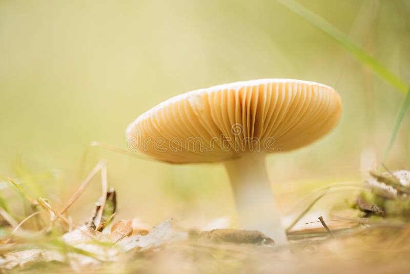 Russula Mushroom Growing among Fallen Leaves in Autumn Forest. Bottom ...