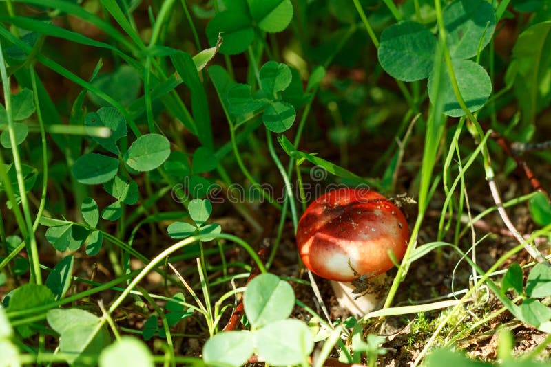 Russula Mushroom with a Red Cap in the Forest Stock Photo - Image of ...