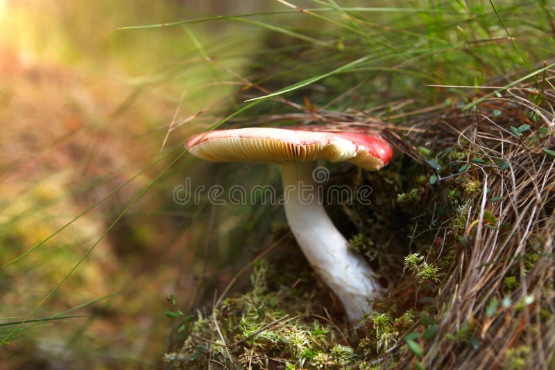 Mushroom Russula, with a Red Cap in the Forest, with Sunlight. Stock ...