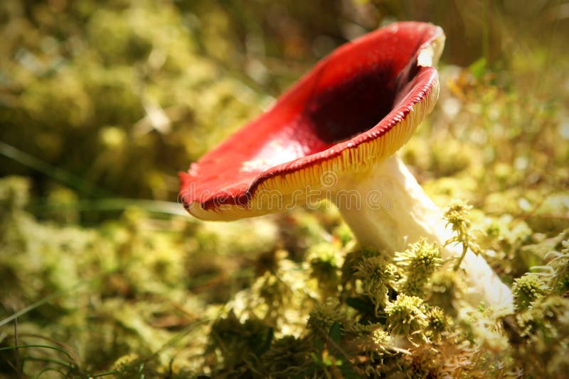 Mushroom Russula, with a Red Cap in the Forest, with Sunlight. Stock ...