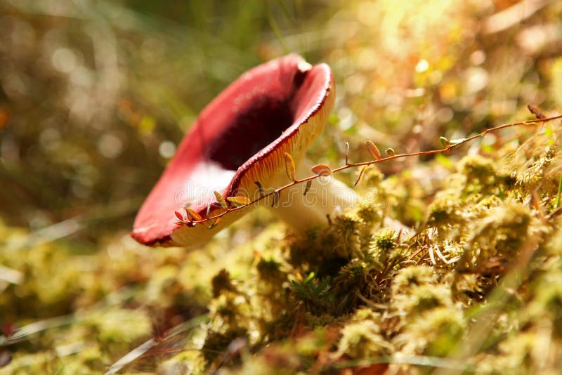 Mushroom Russula, with a Red Cap in the Forest, with Sunlight. Stock ...