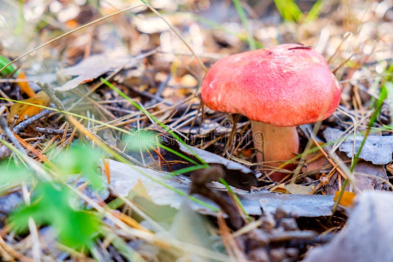 Russula Mushroom with a Red Cap in the Coniferous Forest. Stock Photo ...