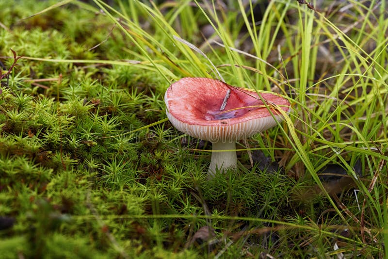 A Russula Mushroom with a Red Cap Grows among the Green Grass Stock ...
