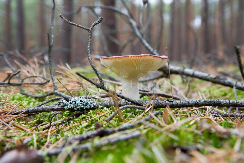 Russula mushroom stock image. Image of brown, nature - 260707943