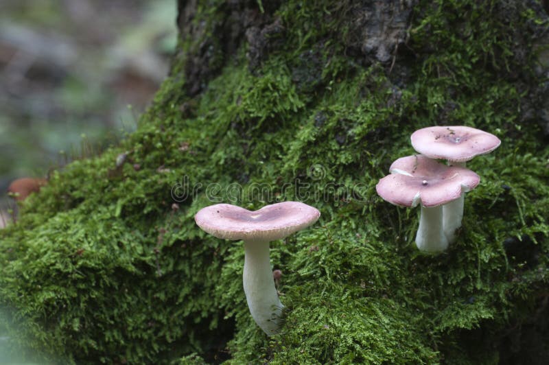Russula mushrooms stock photo. Image of pink, russula - 80257782