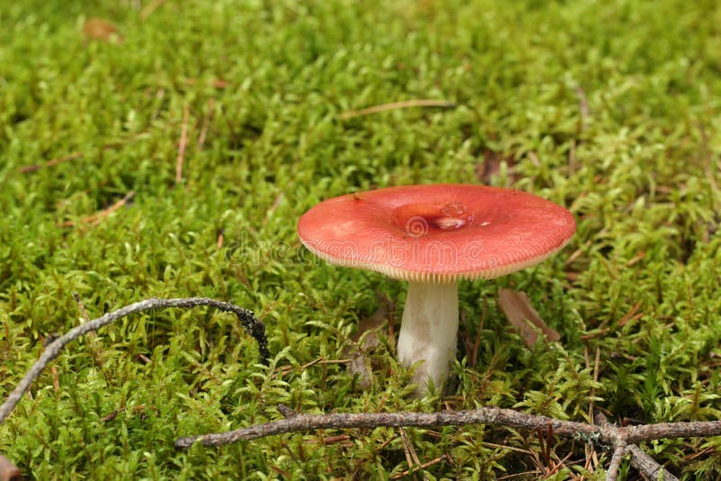 Russula with red cap stock photo. Image of russula, ingredient - 76044180