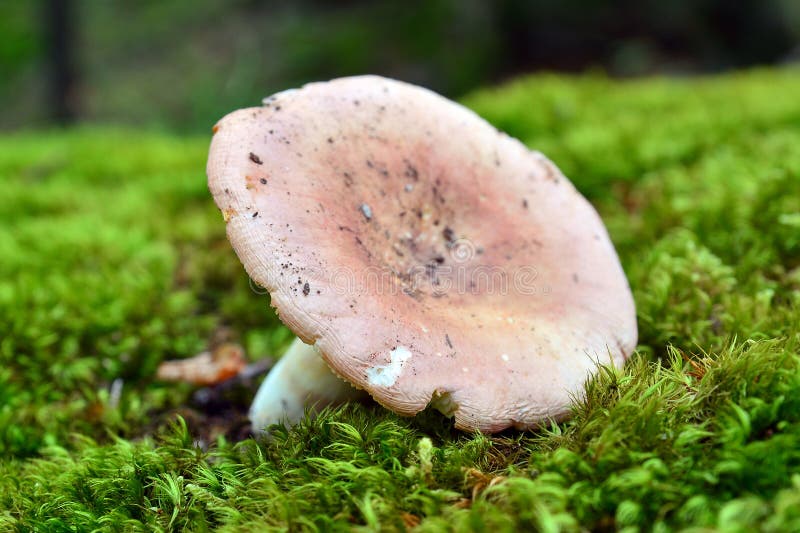 Russula vesca stock image. Image of ground, mushroom - 44592155