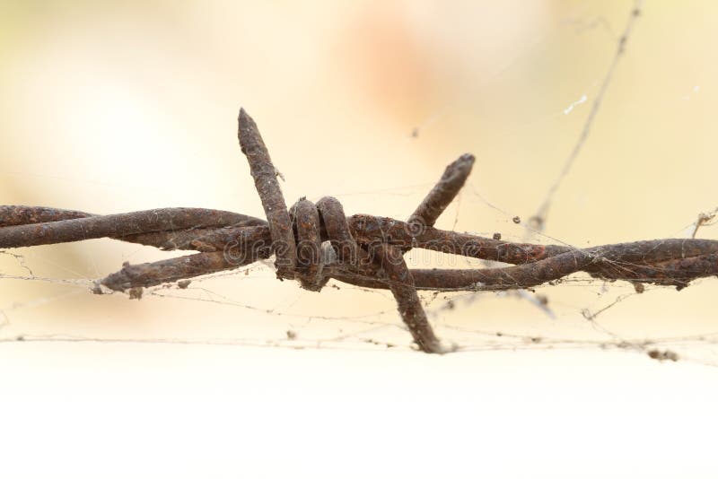 Rust barbed wire stock image. Image of isolated, barb - 23687223