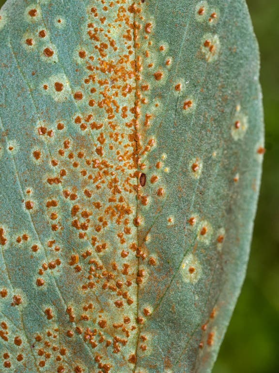 Rust on Broad Bean Plant - Gardening Problem. Stock Image - Image of ...