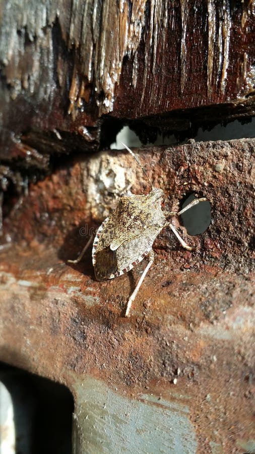 Rust and bug stock image. Image of rust, washington, macro - 96430715