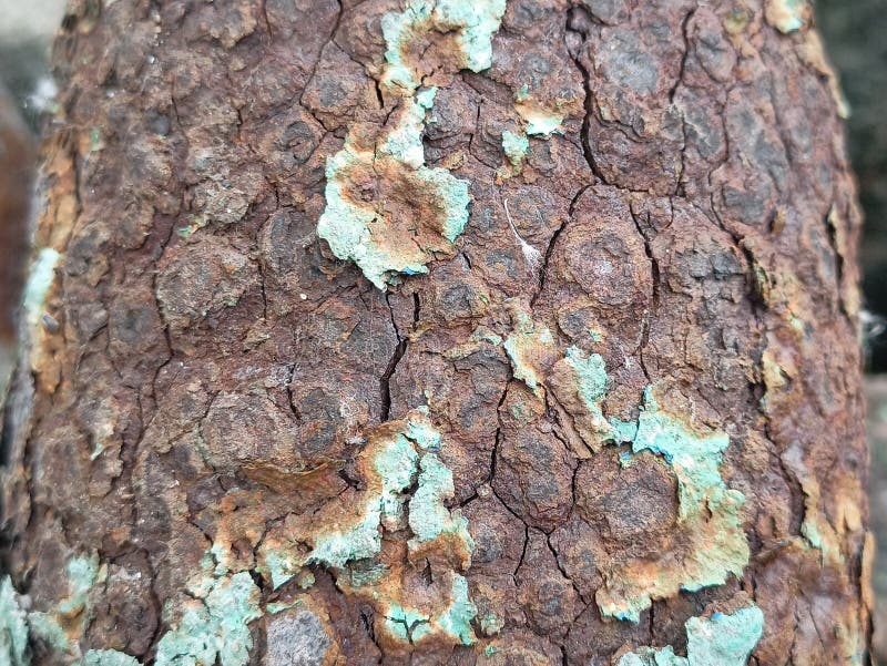 Rust Can Damage Even Iron Surfaces that Have Been Coated with Paint ...