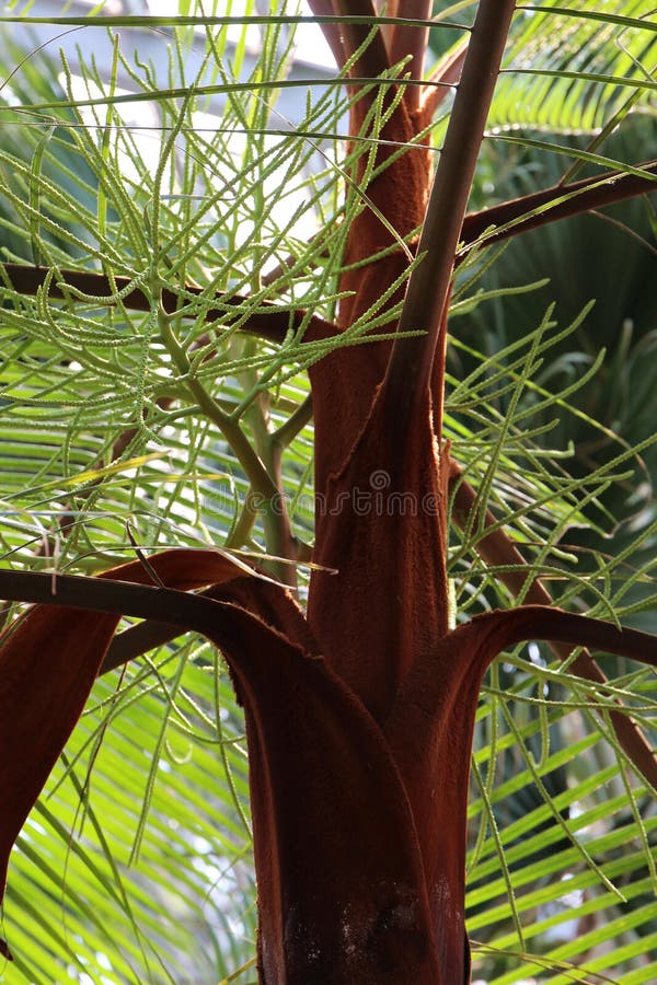 The Rust Colored Crownshaft of a Teddy Bear Palm Tree Stock Photo ...