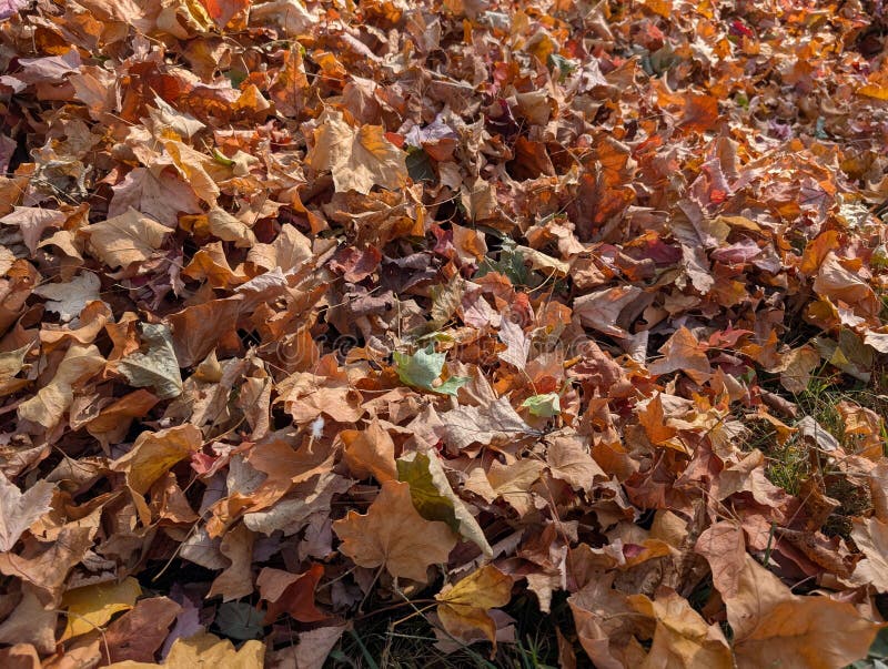 Rust Colored Fall Leaves Flat Homogeneous Textured Fall Stock Image ...