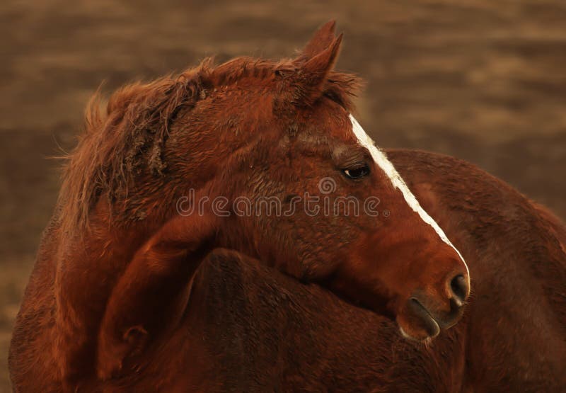 Rust Colored Horse Portrait Stock Photo - Image of messy, horses: 23839860