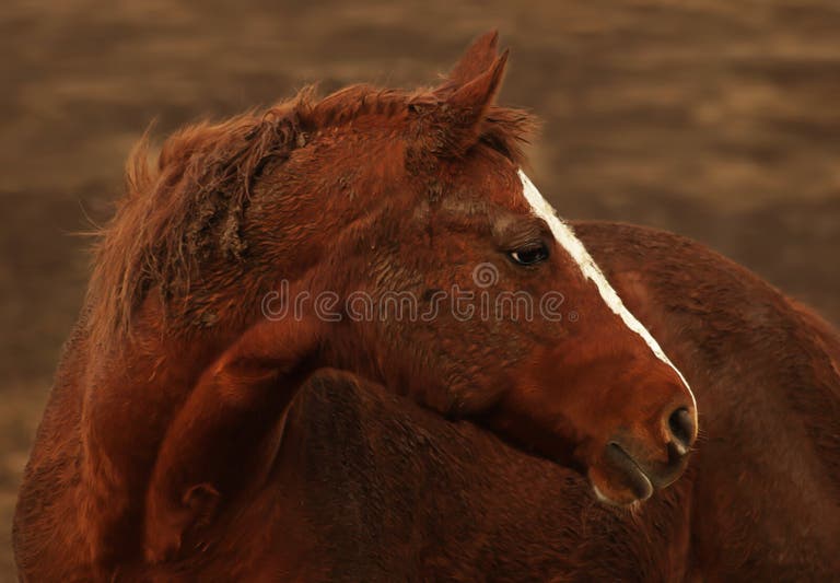 Rust Colored Horse Portrait Stock Photo - Image of messy, horses: 23839860