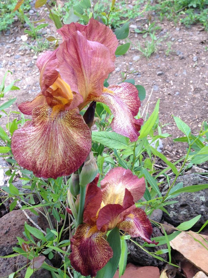 Do-colored Iris stock image. Image of plant, nature, flora - 93914363