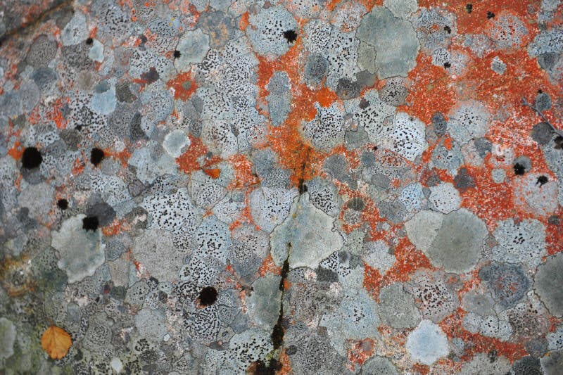 Rust Colored Lichen on Stone Stock Image - Image of spores, background ...