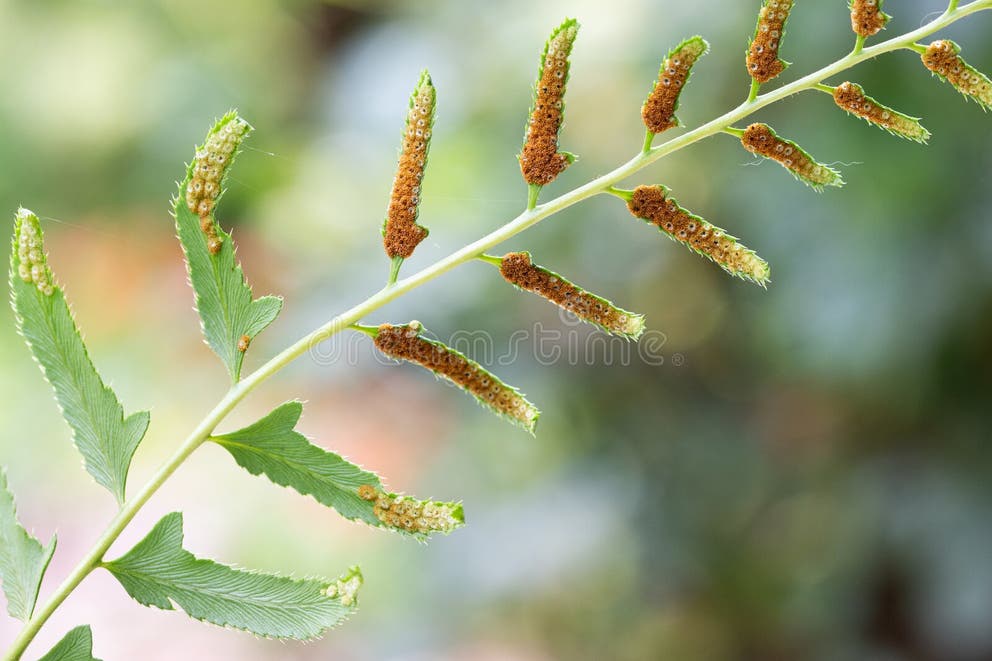 Rust Colored Spores Grouped into Clusters Called Sori on a Fern Leaf ...