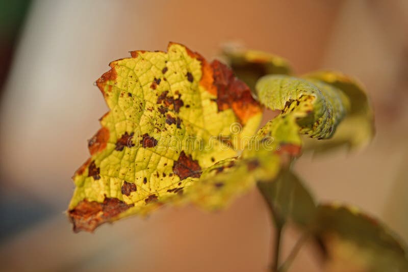 RUST COLORED SPOTS on a YELLOWING GRAPE LEAF Stock Image - Image of ...