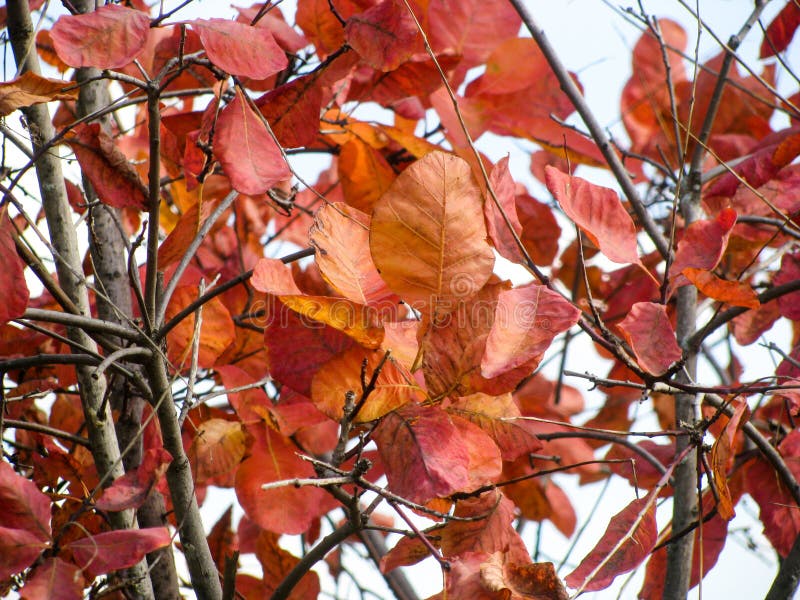 Rust Colored Tree Leaves On Branches Picture. Image: 93945804