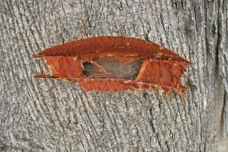 AXE MARKS in BARK of a TREE Stock Image - Image of pattern, tree: 113287069
