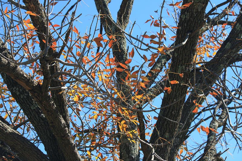 Rust Coloured Leaves on a Tree in Autumn Stock Photo - Image of view ...