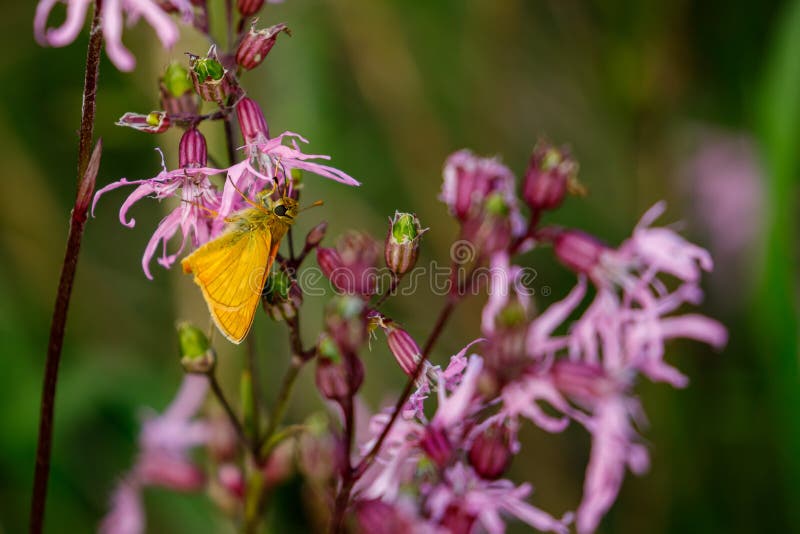 Rust Coloured Thickheaded Butterflies Stock Photo - Image of leaf ...