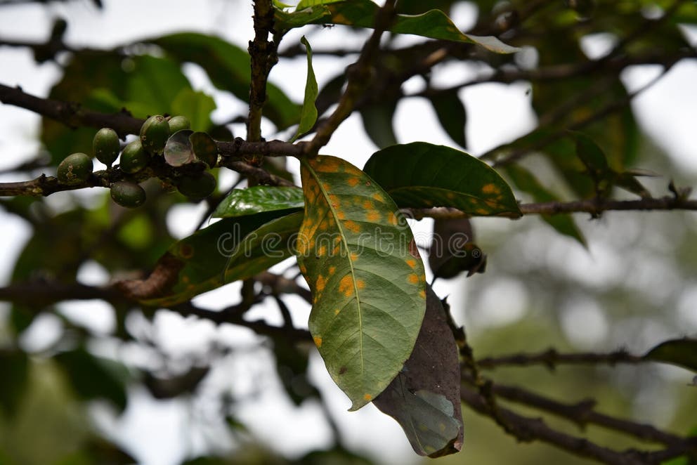 Rust Disease on Coffee Leaf from Fungus Stock Photo - Image of hemileia ...