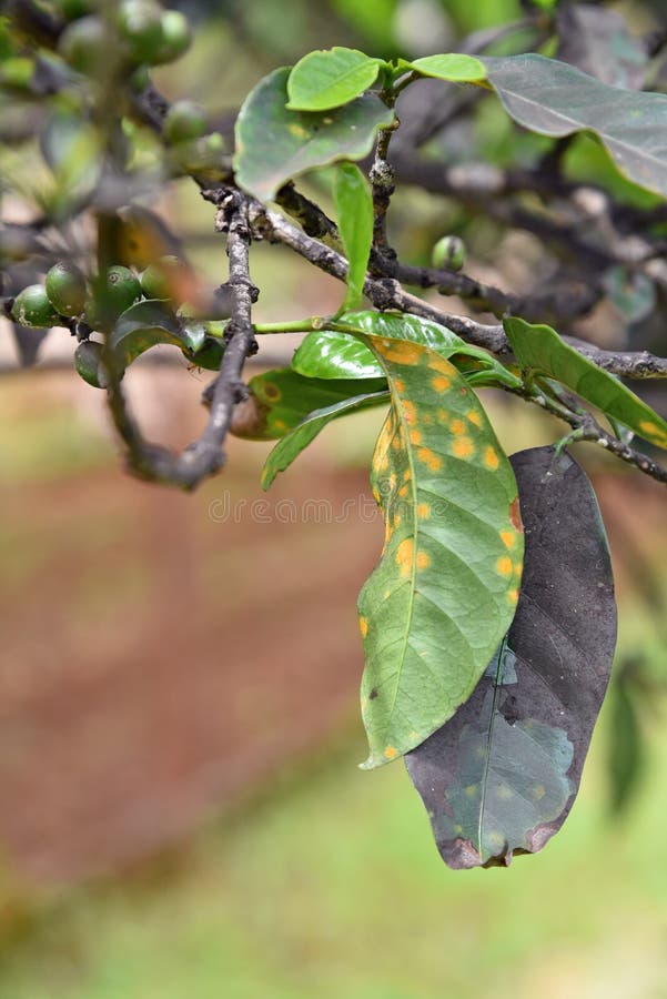 141 Coffee Plant Rust Stock Photos - Free & Royalty-Free Stock Photos ...