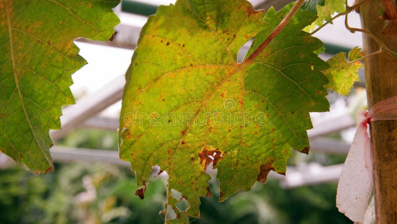 Rust Disease Disease Symptom on Grape Stock Photo - Image of pathology ...