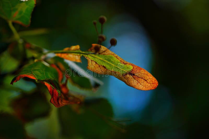 Rust - Fungal Plant Pathogens Stock Image - Image of trees, rust: 290873975