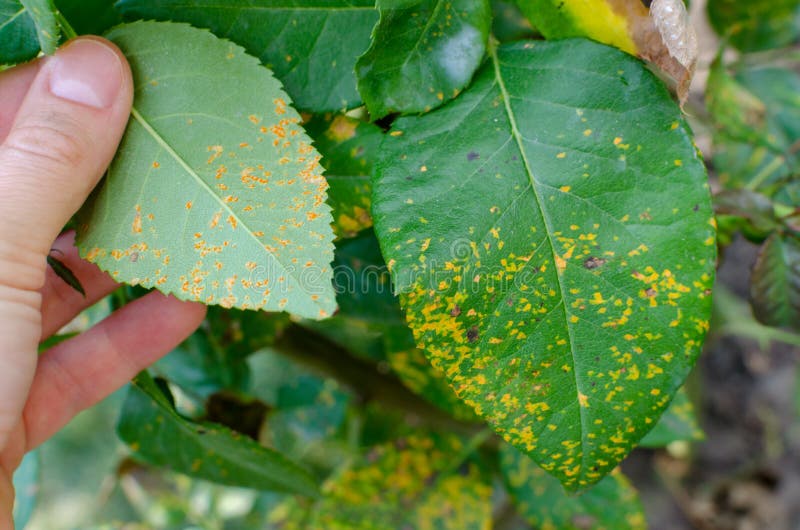 Rust Fungus, Caused by Phragmidium Fungus Affectes Rose Leaves. Close ...
