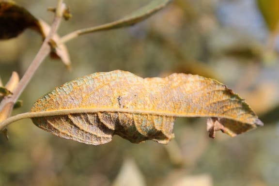 Rust Fungus Melampsora Sp. on Leaf of Willow Stock Photo - Image of ...