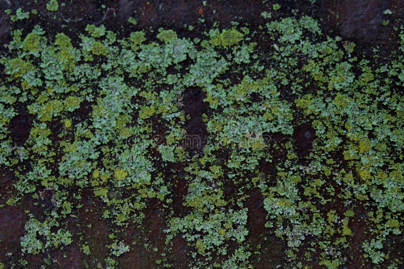 Rust Moss Coating Stains Metal Texture Stock Image - Image of image ...