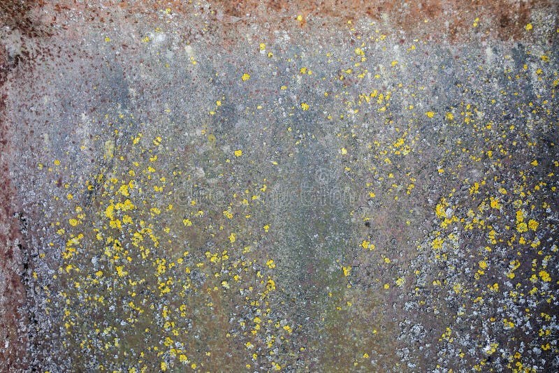 415 Moss Metal Sheet Stock Photos - Free & Royalty-Free Stock Photos ...