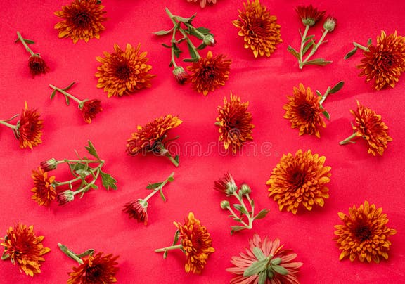 Rust Orange Chrysanthemums, Flowers Arranged in a Specific Pattern on a ...