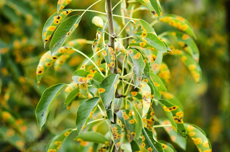 Rust Pear - Infested Leaves on the Tree Stock Photo - Image of tree ...