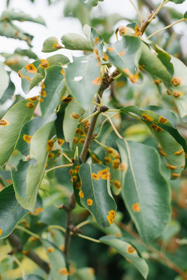 Rust on the Pear Leaves. Diseases of the Pear. Yellow Spots on the ...