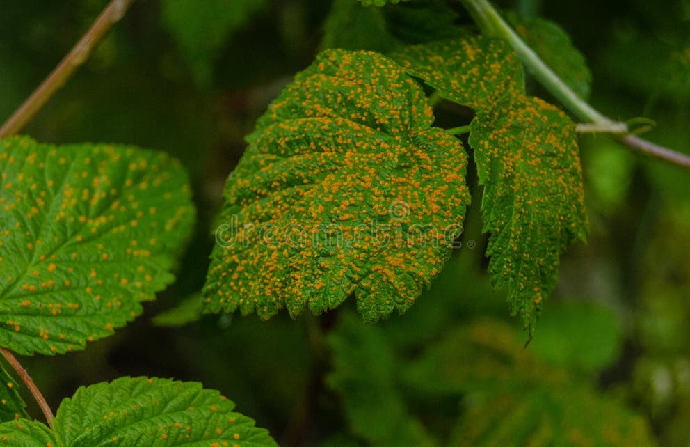 Rust on raspberry leaves stock photo. Image of leaf - 235586764