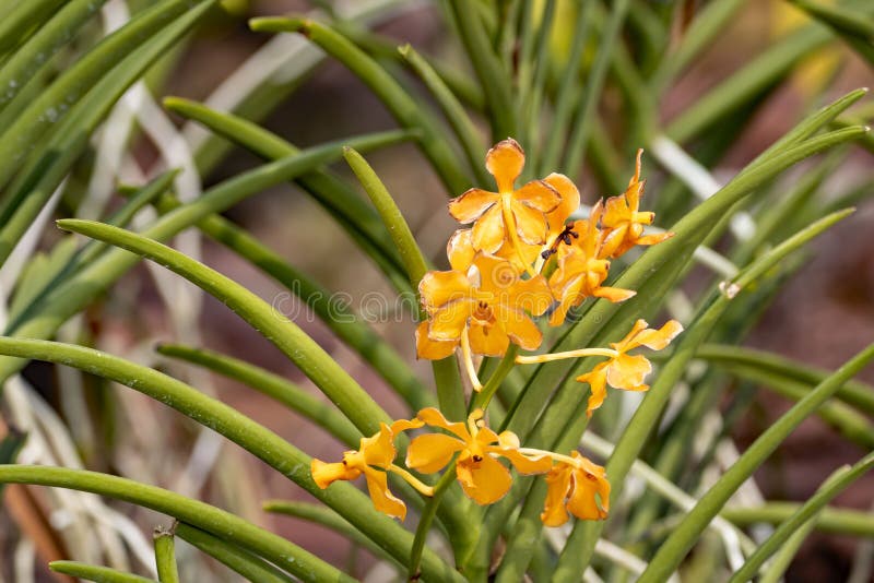 Rust Red Ascocentrum, Vanda Miniata Stock Photo - Image of flora, plant ...