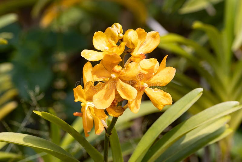 Rust Red Ascocentrum, Vanda Miniata Stock Image - Image of rust, bloom ...