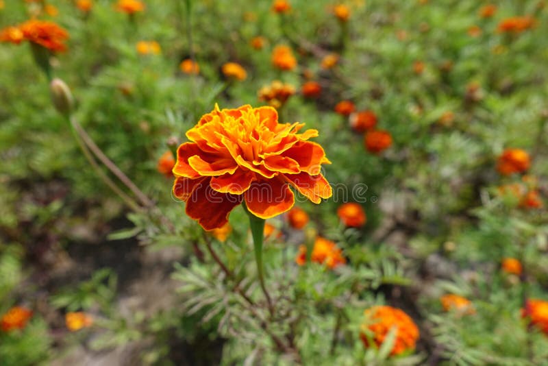 Rust Red and Yellow Flower Head of Tagetes Patula in July Stock Image ...