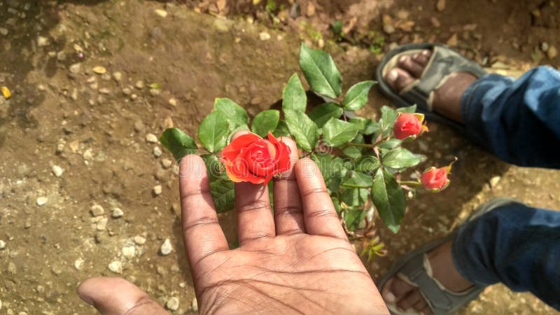 Rust Rose stock photo. Image of human, beauty, hand - 124004230