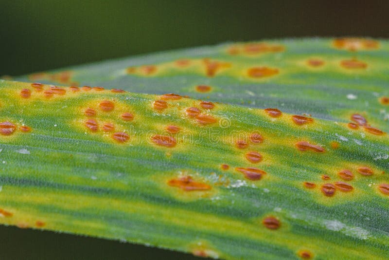 Rust stock image. Image of field, healthy, agriculture - 116009891