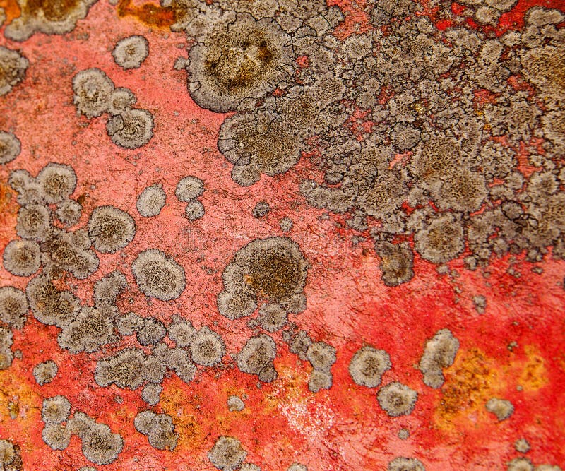 Rust Spot Background stock image. Image of fungus, lichen - 32932719