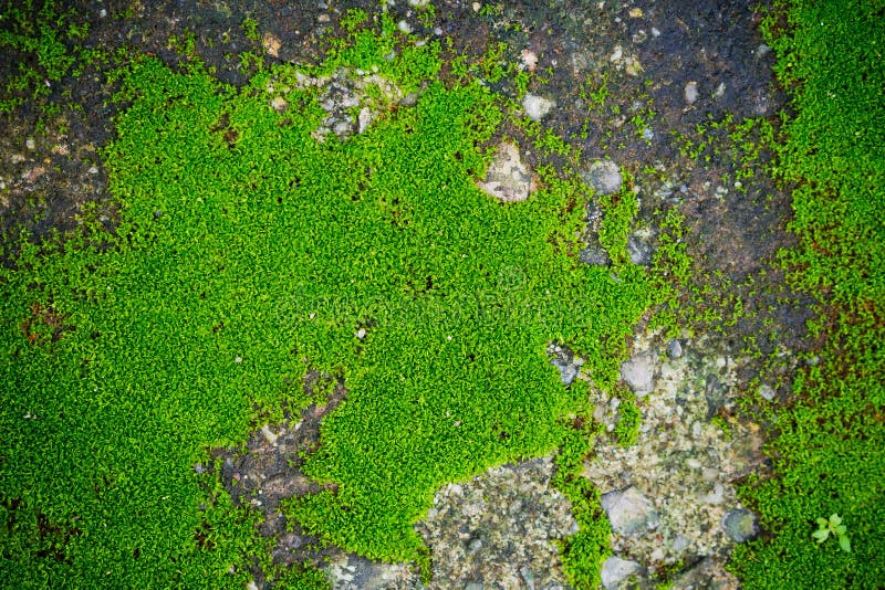 Rust texture background stock photo. Image of rusty, metal - 94017026