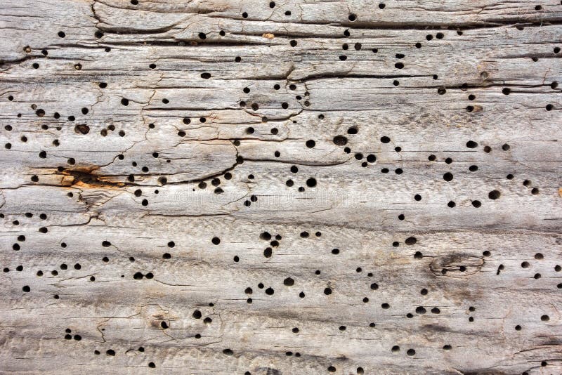 Rust and wood stock image. Image of grain, crumpled, grungy - 41293253