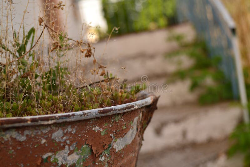 Rusted Flower Pot - Close-up Stock Photo - Image of historic, flower ...