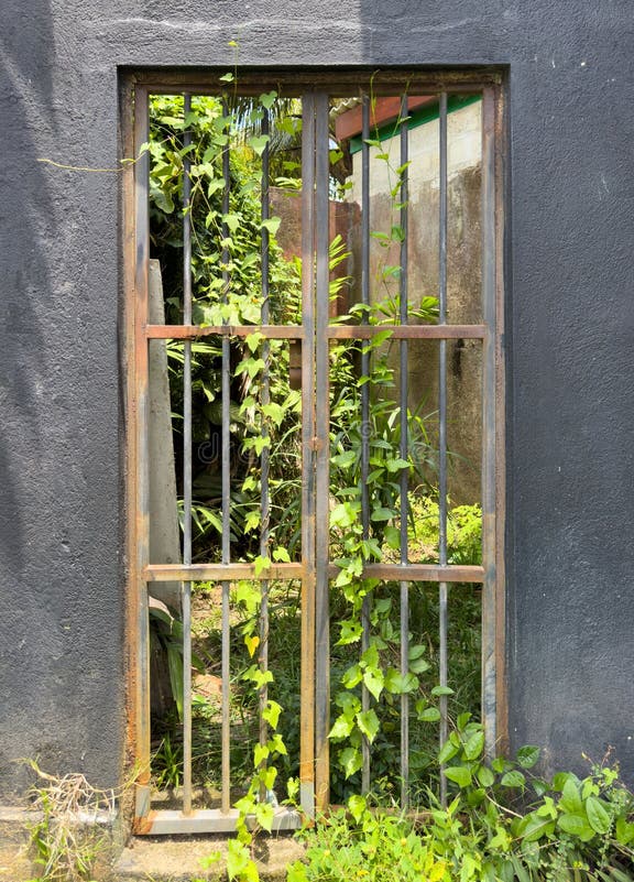 A Rusted Gate with Vines Growing through it Stock Photo - Image of ...